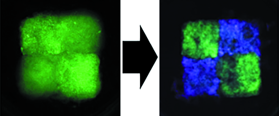 Bio-impression : Vers des modèles créés de toutes pièces · Inserm, La ...